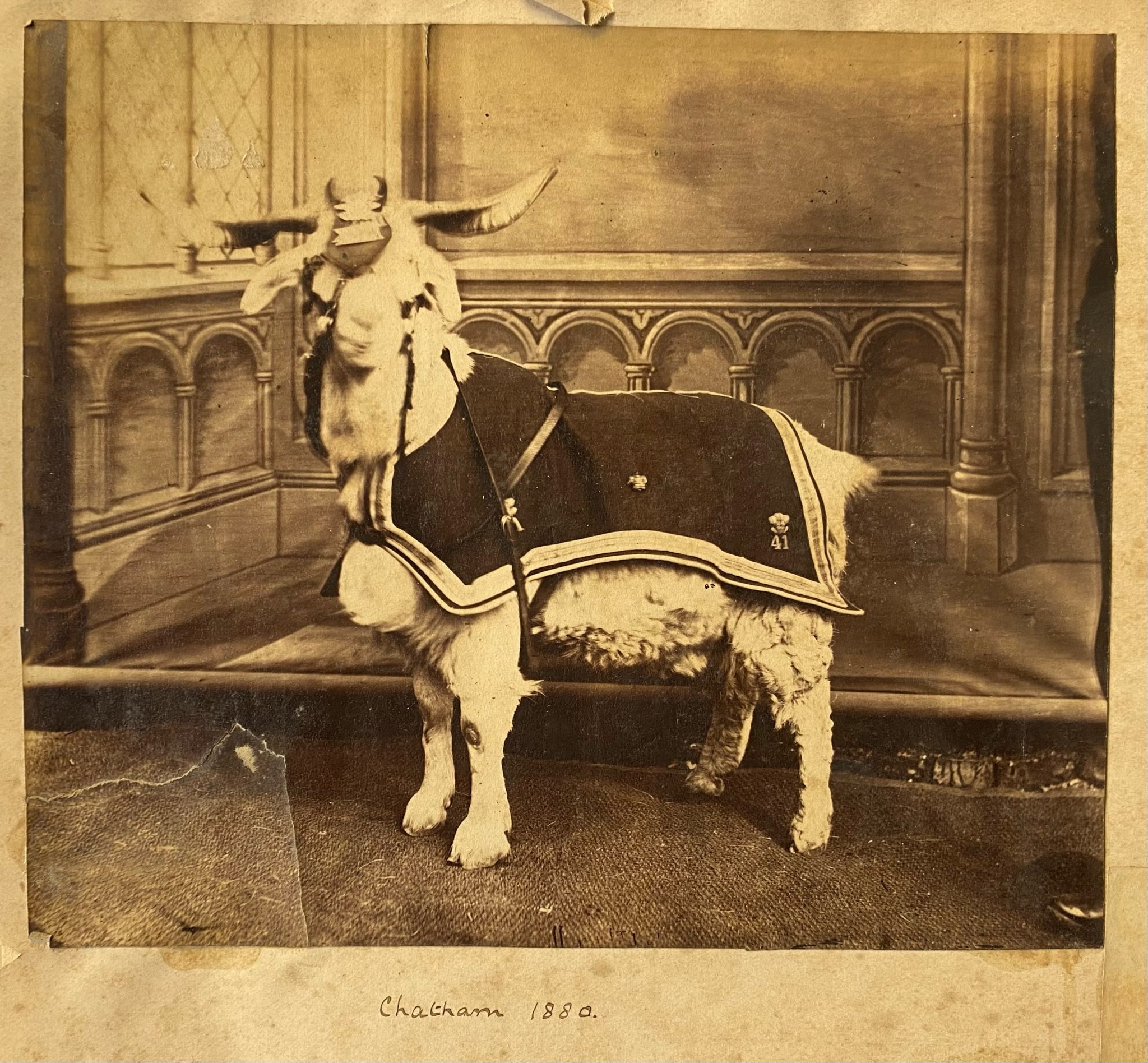 A Brief History of The Regimental Mascot | Royal Welsh Museum